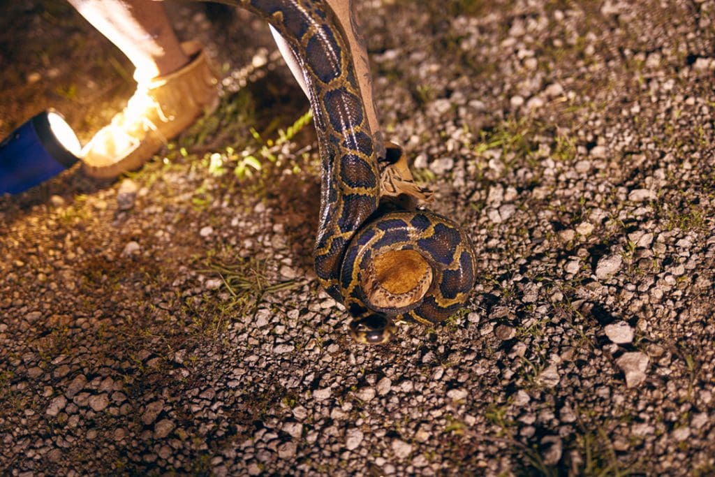 Hunting Pythons with the Ladies of the Glades | Flamingo Magazine