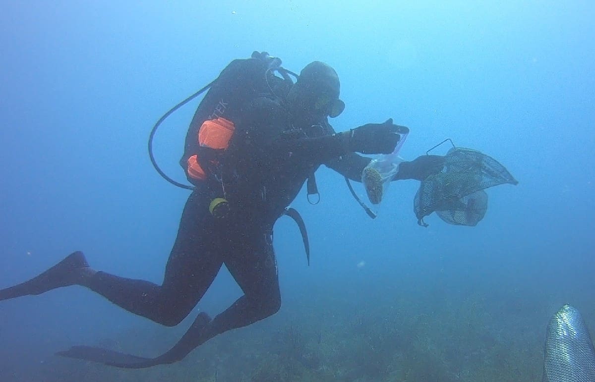 The Race to Rescue Florida's Coral Reef | Flamingo Magazine