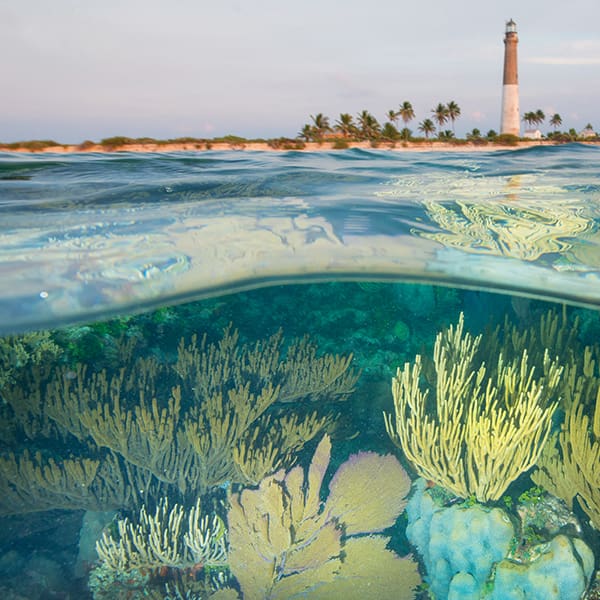 Florida Wild: Reef at Loggerhead Key | Flamingo Magazine