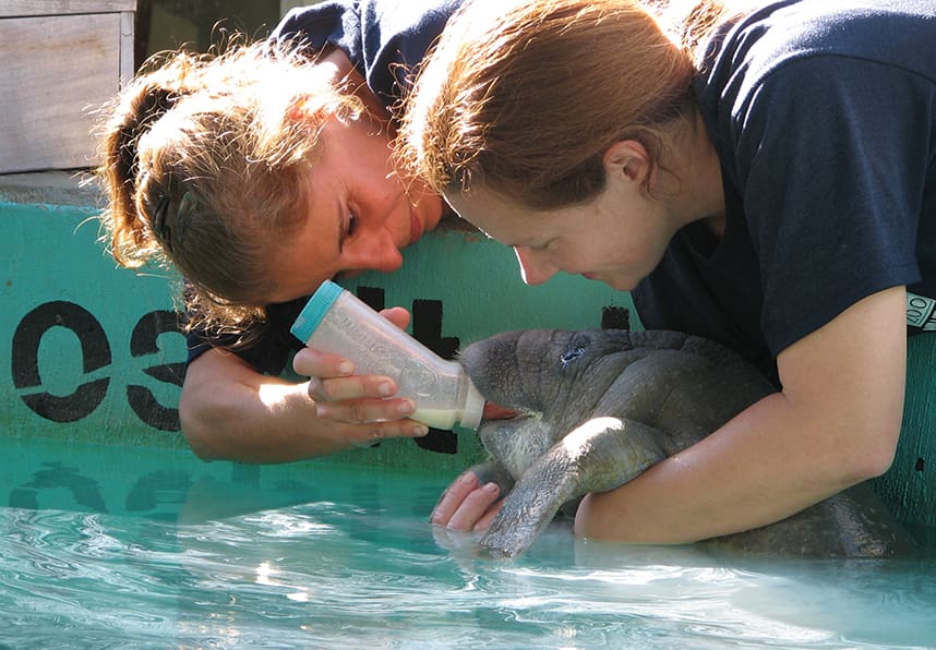 Forgotten Mermaids: Florida Manatees | Flamingo Magazine