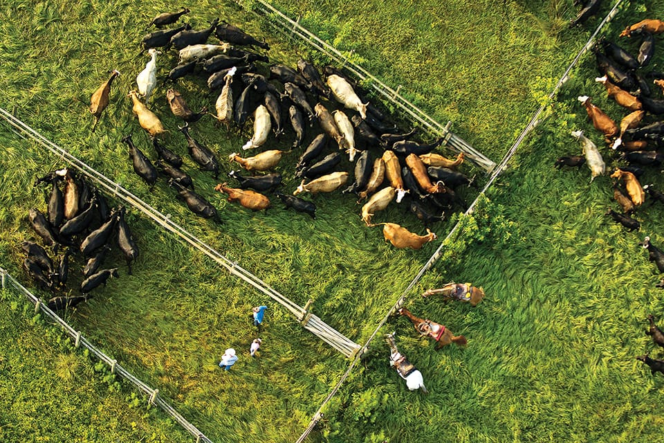 Florida Wild: The Call of the Cattle Ranchers | Flamingo Magazine