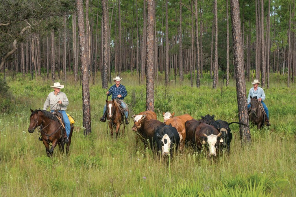 Florida State of Mind | Flamingo Magazine