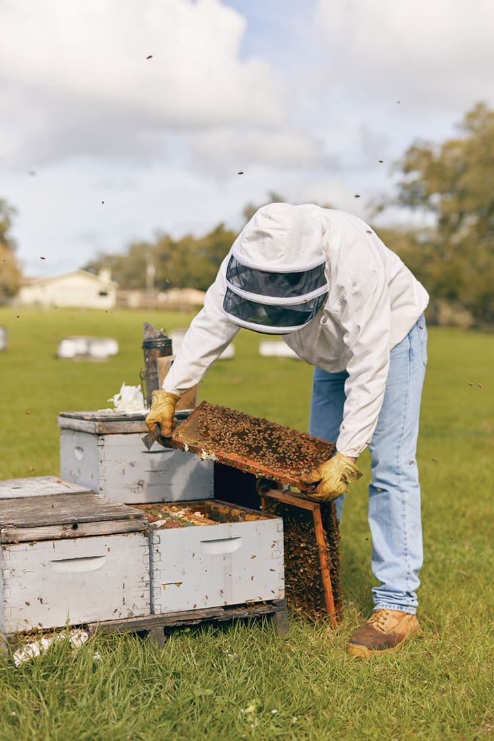 Why Florida Is on the Front Lines to Save Honeybees | Flamingo Magazine