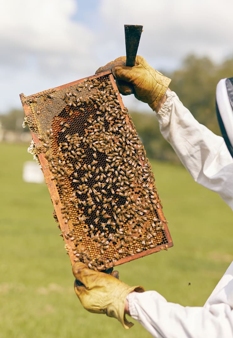 Why Florida Is on the Front Lines to Save Honeybees | Flamingo Magazine