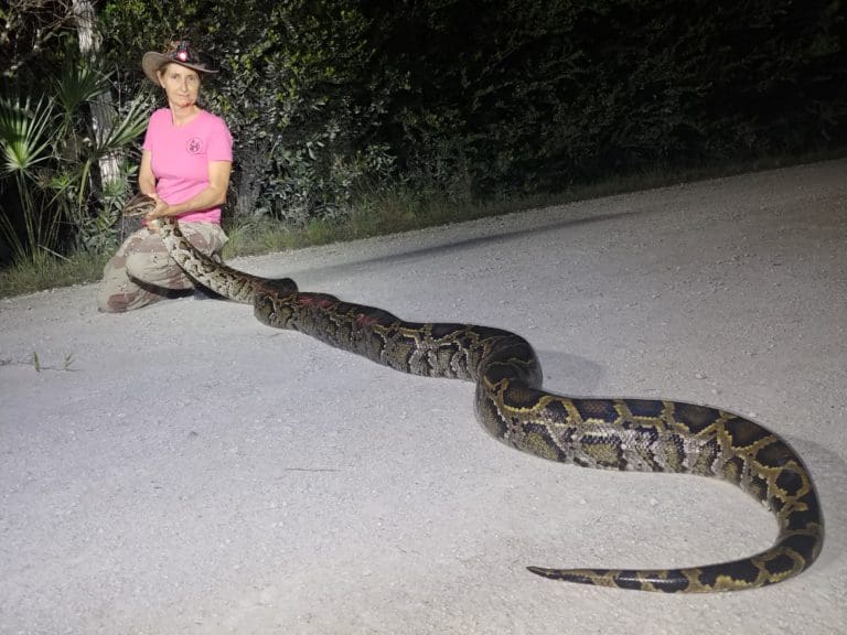 Hunting Pythons with the Ladies of the Glades | Flamingo Magazine