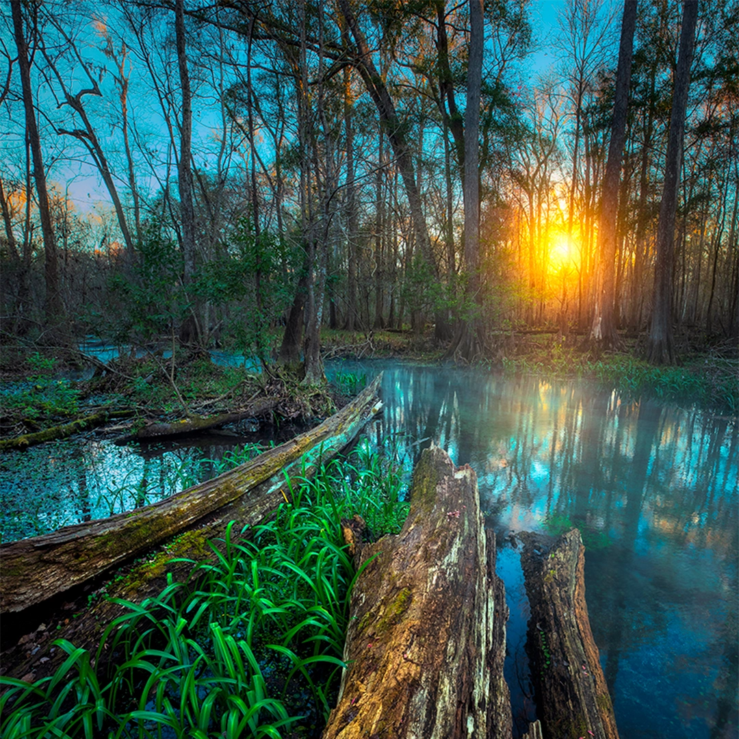 Does Florida's Water Spring Eternal? | Flamingo Magazine