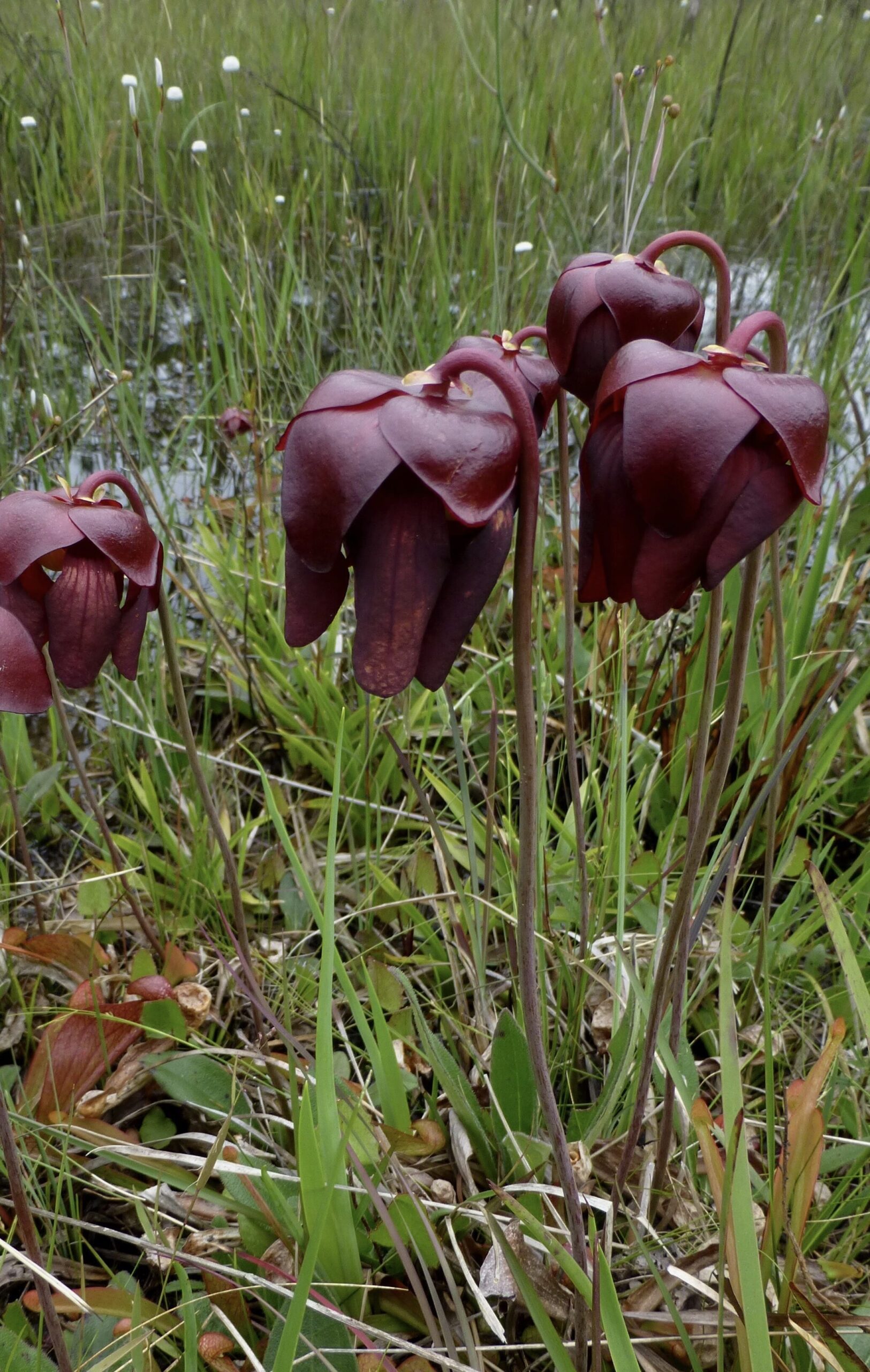 Take a Walk on the Wild Side | Flamingo Magazine