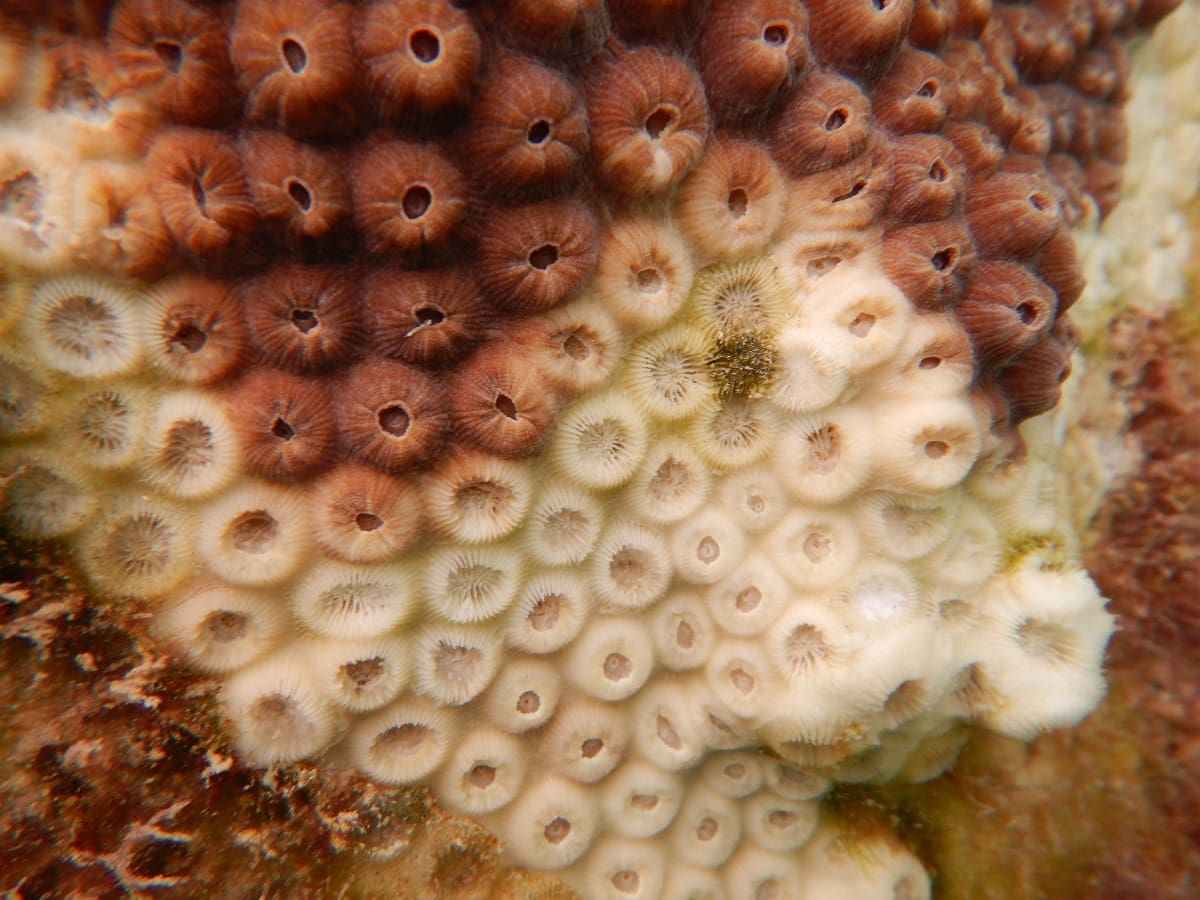 The Race to Rescue Florida's Coral Reef | Flamingo Magazine