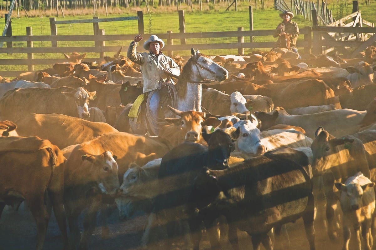 Cattle kick up dust in the cow pens as Travis Brown drives them toward ...