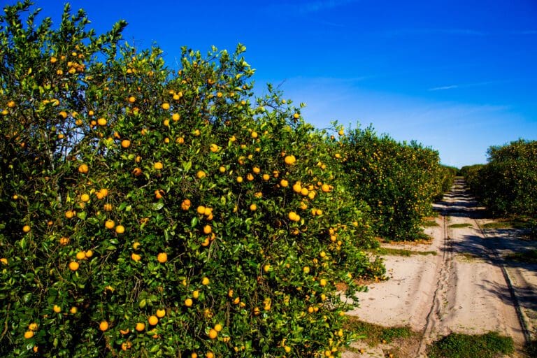 Remembering the Sweet Smell of Central Florida Citrus | Flamingo Magazine