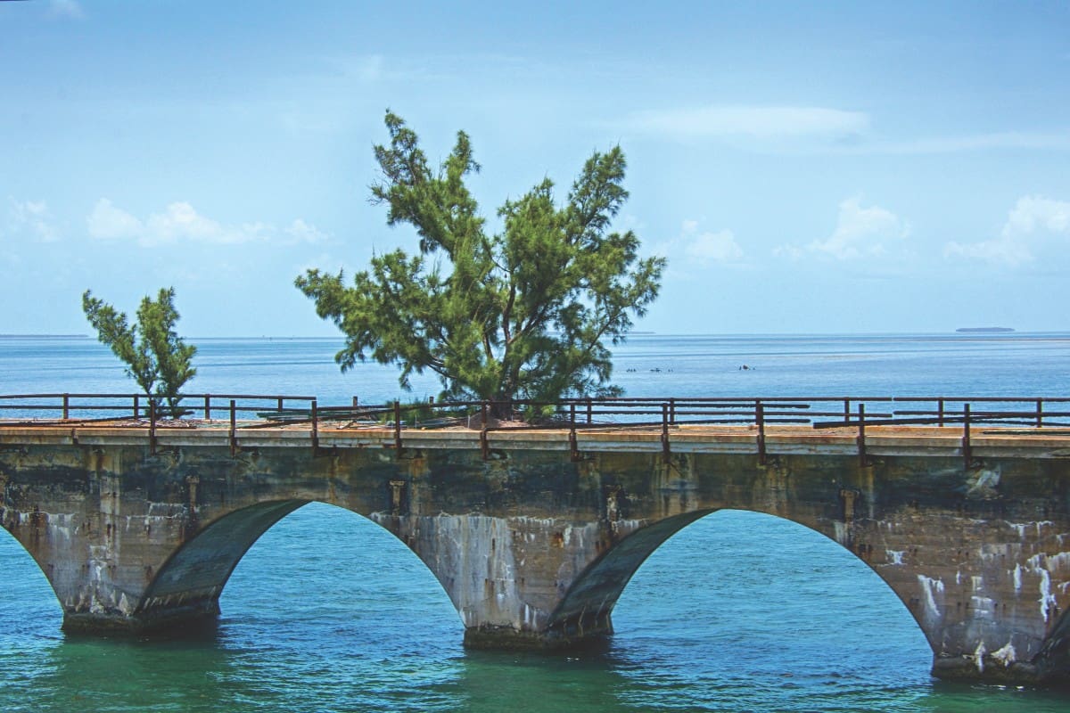 Have You Met Fred the Tree? Introducing the Keys' Quirkiest Resident ...