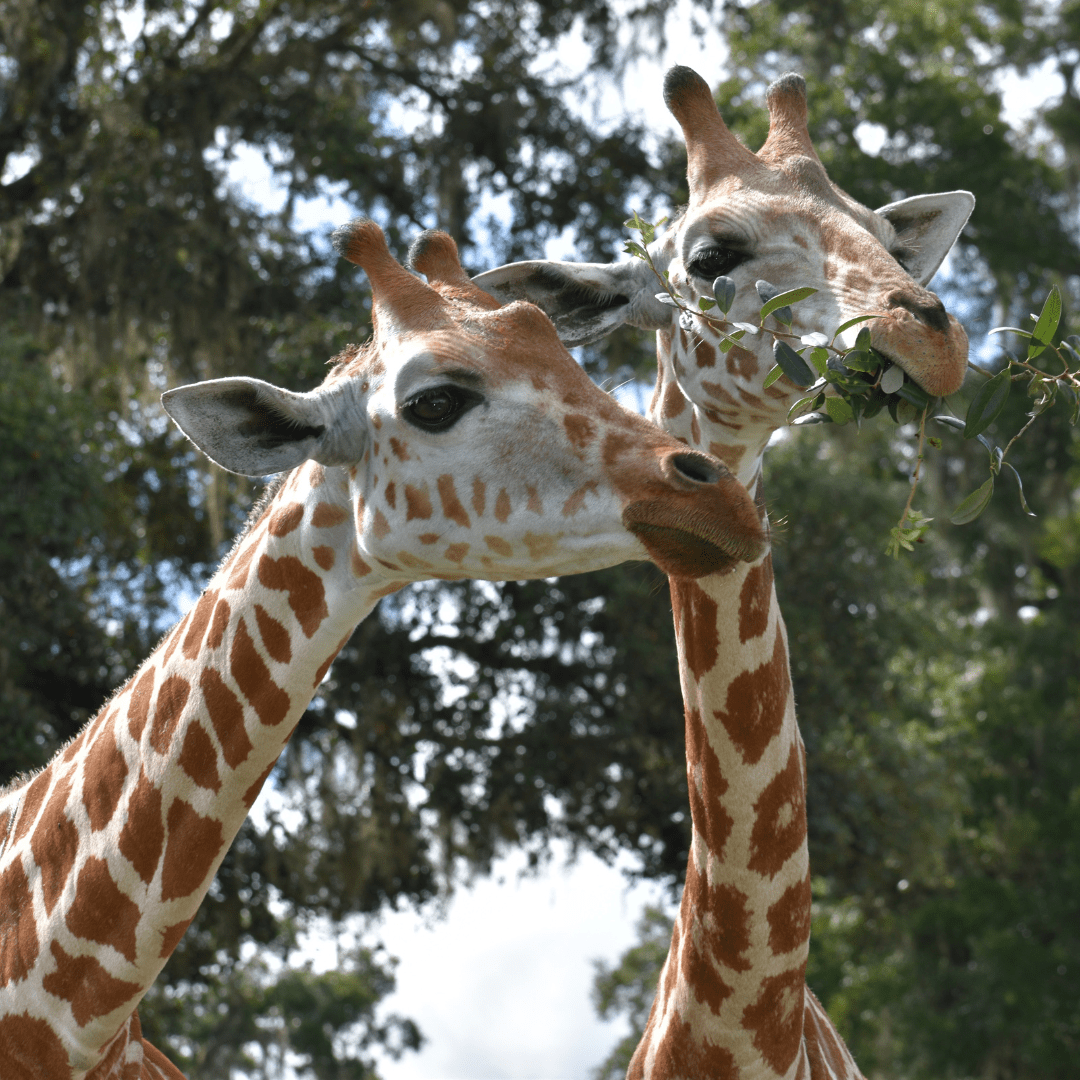 Florida's Charming Small Towns You Don't Know | Flamingo Magazine