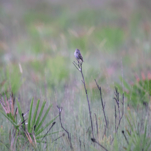 Flamingo Magazine Flamingo Magazine is Florida's Only Statewide ...