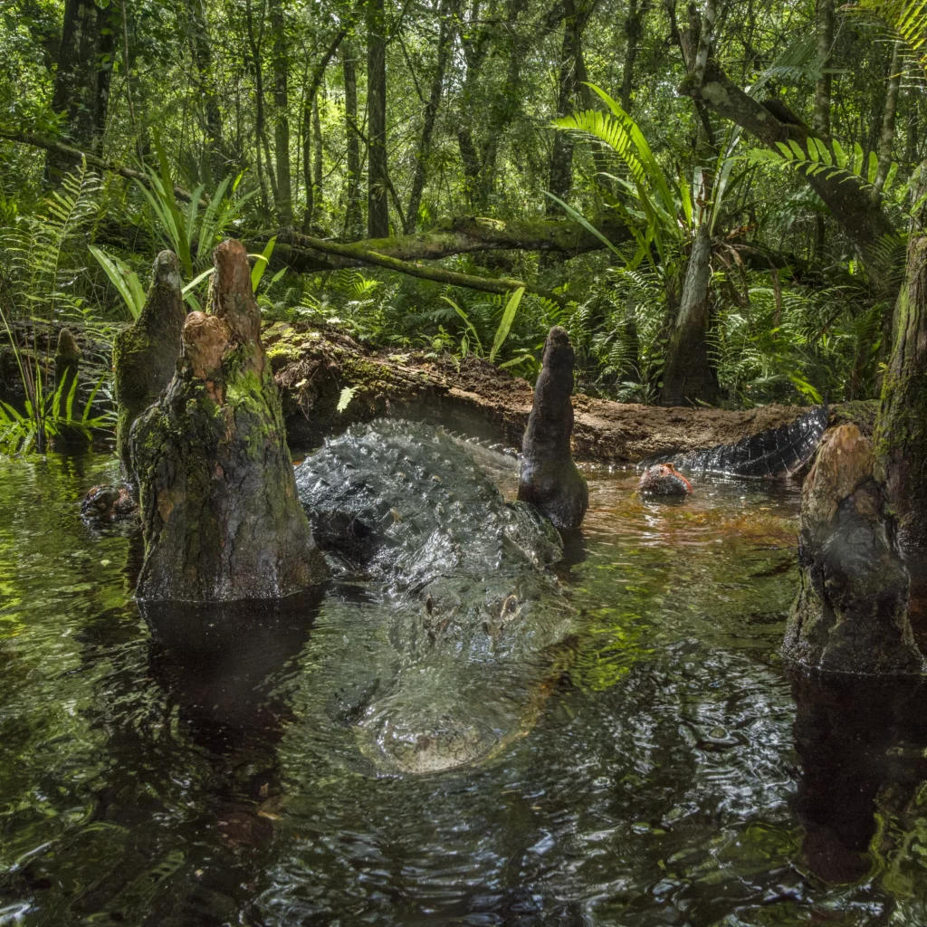 Carlton Ward Jr. Captures an Everglades Alligator on His Trail Camera ...
