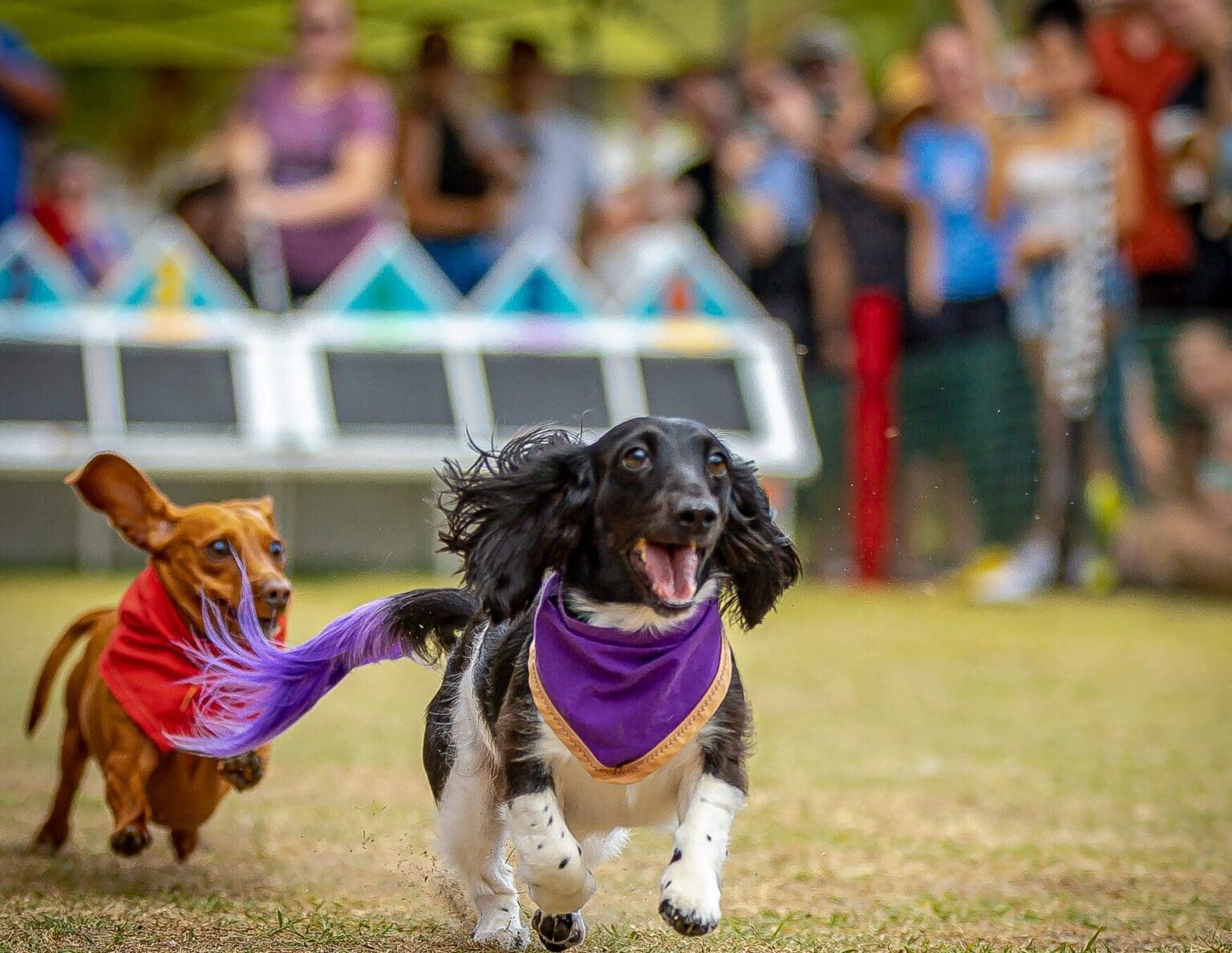 Festivals and Fetes Across Florida This May | Flamingo Magazine