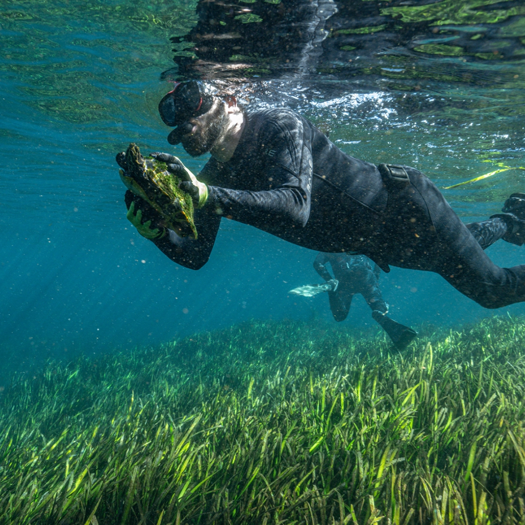 Freshwater Turtle | Conservation | Flamingo Magazine