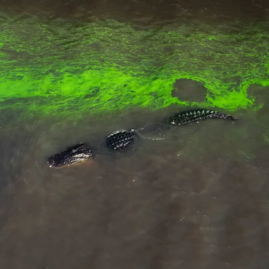 'River of Grass' is Retold in a New Documentary | Flamingo Magazine