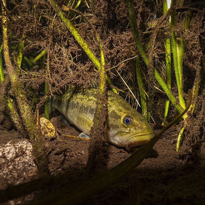 Bass Fishing Tips From a Florida Captain | Flamingo Magazine