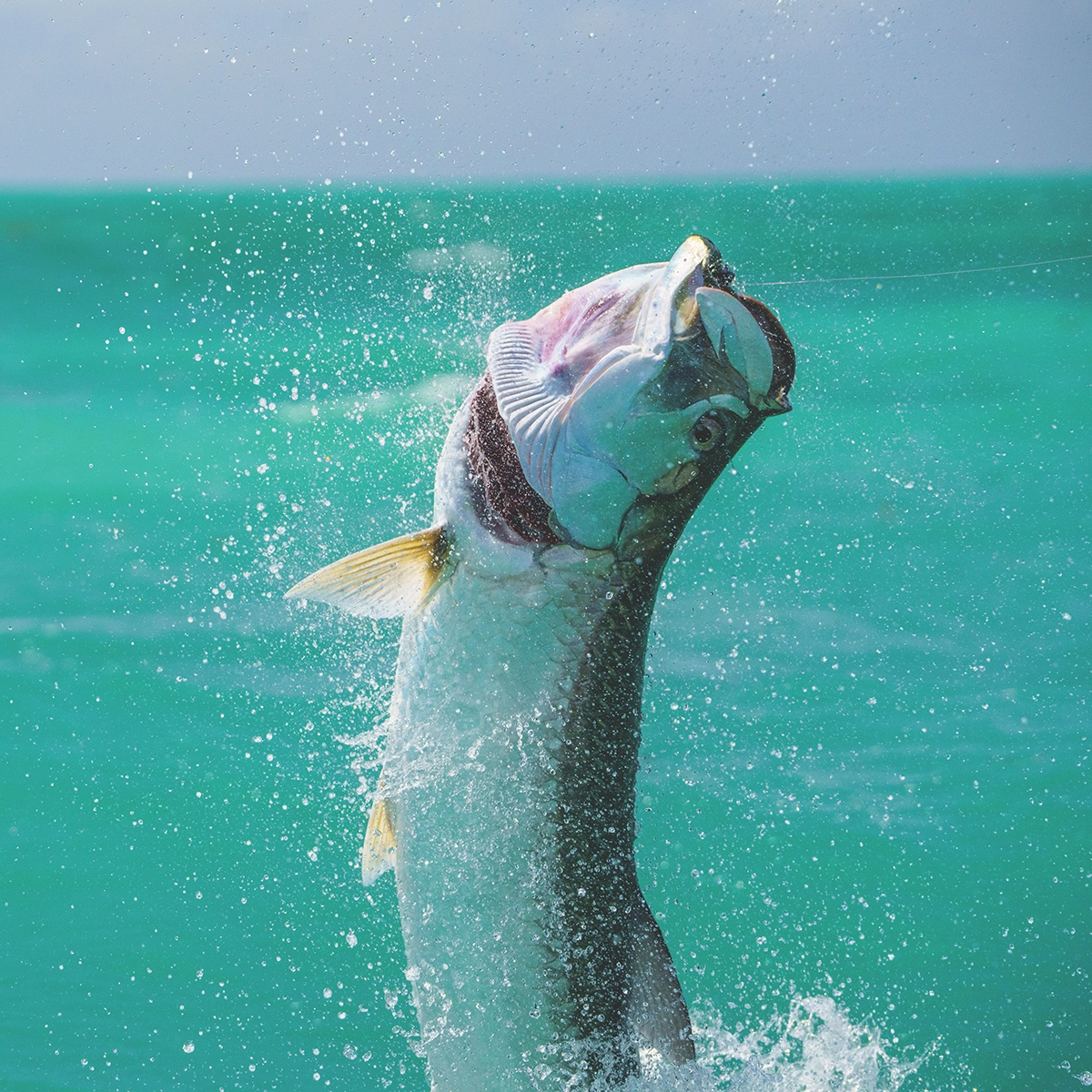 Tarpon Fishing in the Florida Keys | Flamingo Magazine